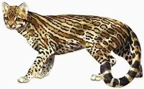 Proailurus | Wiki Prehistórico | Fandom