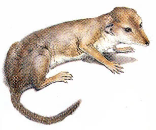 Hadrocodium | Wiki Prehistórico | FANDOM powered by Wikia