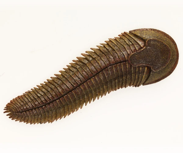 Spriggina | Wiki Prehistórico | FANDOM powered by Wikia