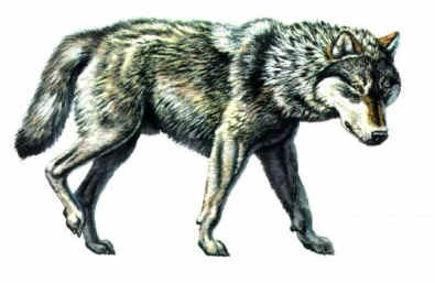 Canis armbrusteri | Wiki Prehistórico | Fandom