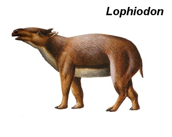 Lophiodon | Wiki Prehistórico | FANDOM powered by Wikia