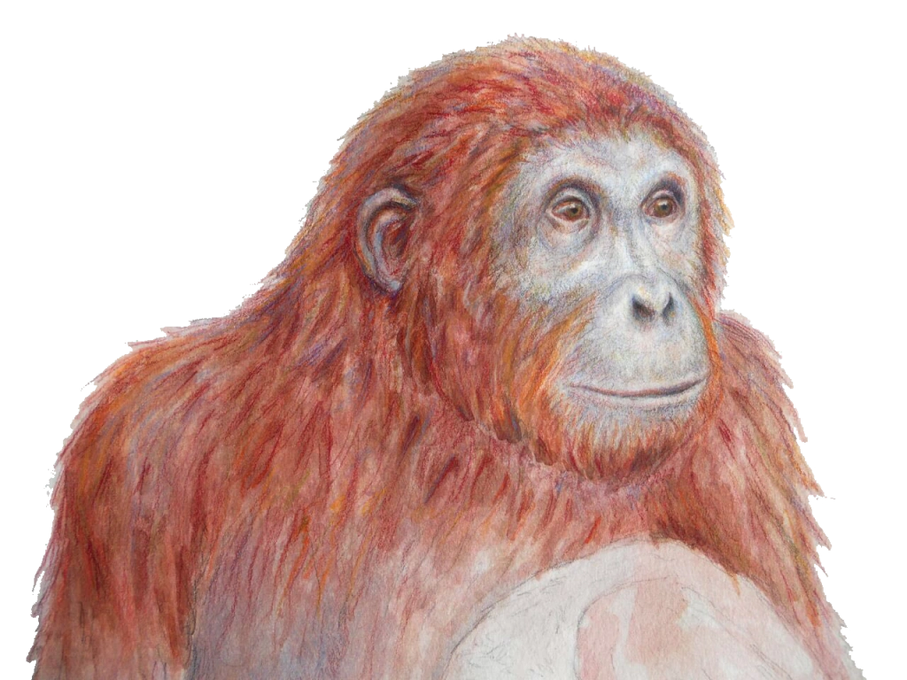 Anoiapithecus | Wiki Prehistórico | FANDOM powered by Wikia