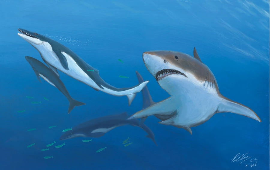 Carcharocles auriculatus | Wiki Prehistórico | Fandom