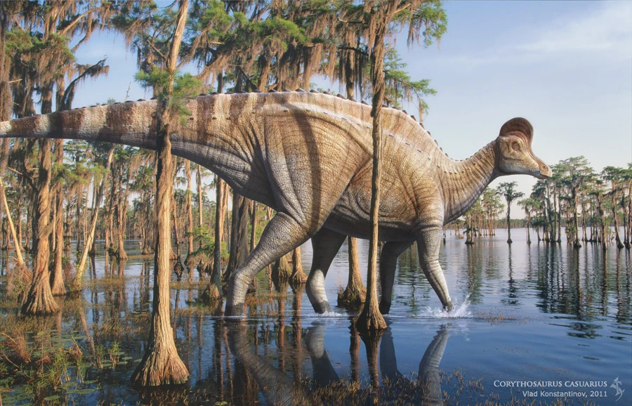 Corythosaurus | Wiki Prehistórico | FANDOM powered by Wikia