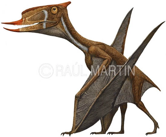 Dsungaripterus | Wiki Prehistórico | FANDOM powered by Wikia