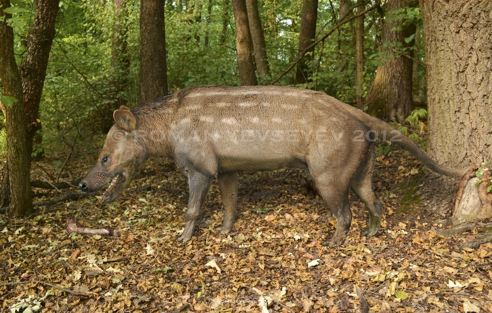 Pachyaena | Wiki Prehistórico | FANDOM powered by Wikia