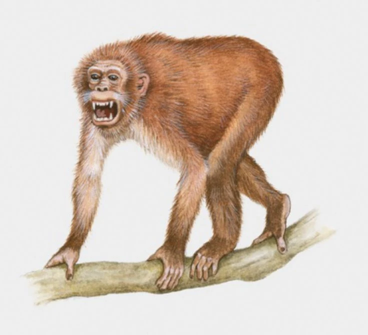 Propliopithecus | Wiki Prehistórico | FANDOM powered by Wikia