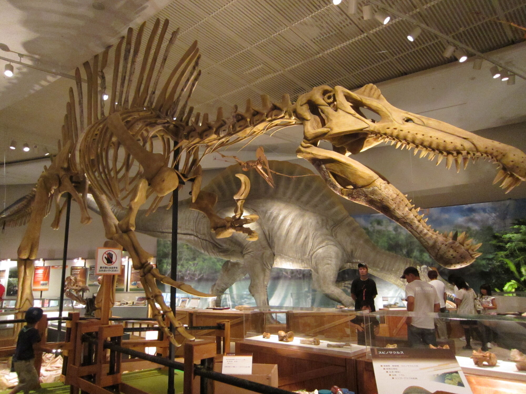 Imagen - Spinosaurus Skeleton.jpg | Wiki Prehistórico | FANDOM powered ...