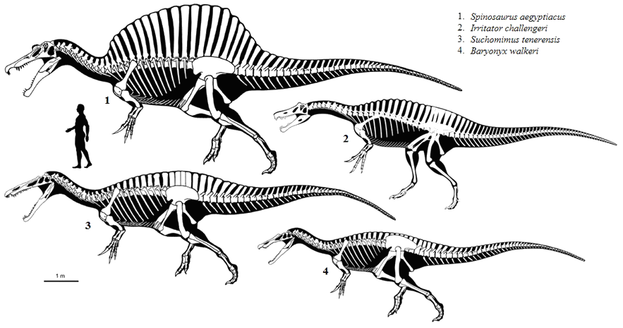Imagen - Spinosauridaegroup2.gif | Wiki Prehistórico | FANDOM powered ...