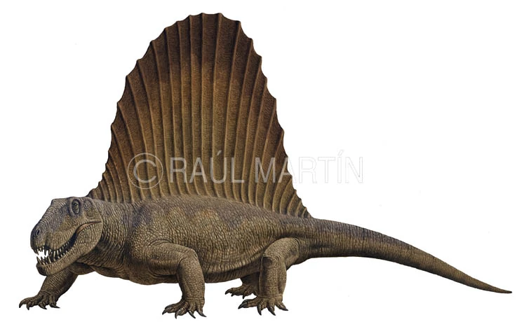 Dimetrodon | Wiki Prehistórico | FANDOM powered by Wikia