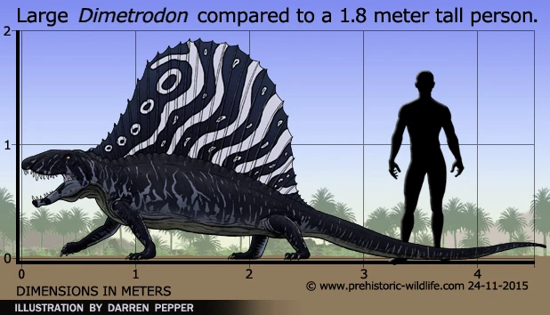 Imagen - Dimetrodon-size.jpg | Wiki Prehistórico | FANDOM powered by Wikia