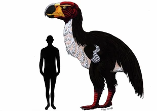 Brontornis | Wiki Prehistórico | Fandom