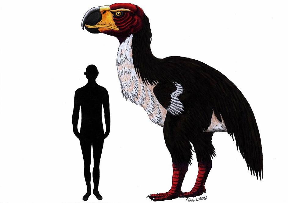 Brontornis | Wiki Prehistórico | Fandom