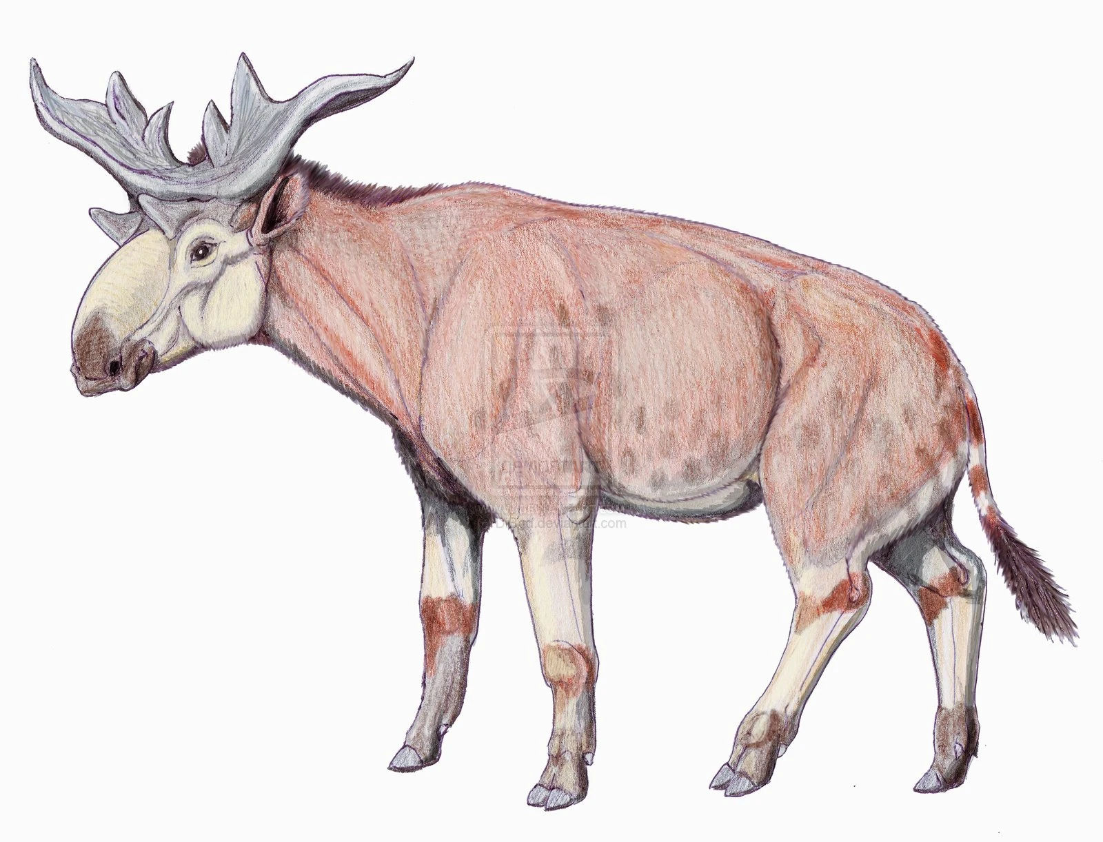 Sivatherium | Wiki Prehistórico | FANDOM powered by Wikia