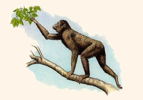 Proconsul | Wiki Prehistórico | FANDOM powered by Wikia