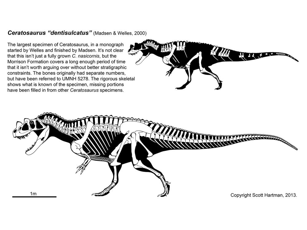 Allosaurus Skeleton Labeled