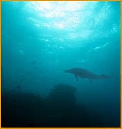 Барракудазавр | Вымершие животные вики | FANDOM powered by Wikia