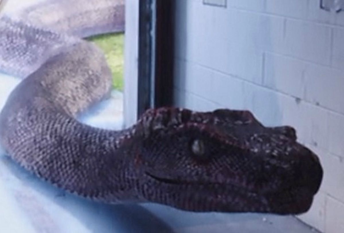 Titanoboa Primeval The Reboot Wiki Fandom Powered By Wikia