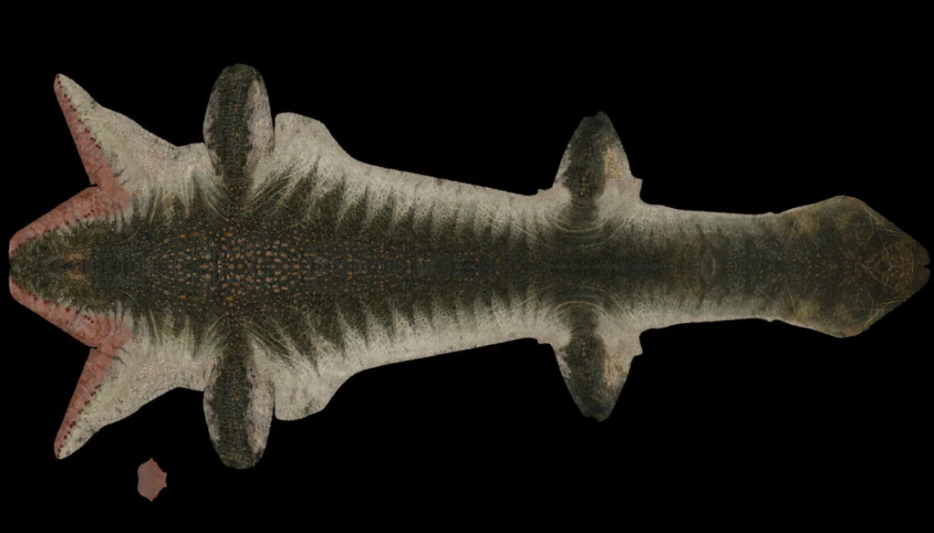 Mosasaur/Gallery | Anomaly Research Centre | Fandom