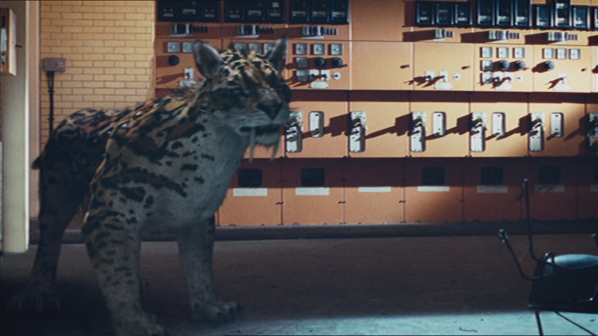 Image - 2x7 Smilodon 47.jpg | Anomaly Research Centre | FANDOM powered ... Image - 2x7 Smilodon 47.jpg | Anomaly Research Centre | FANDOM powered ...