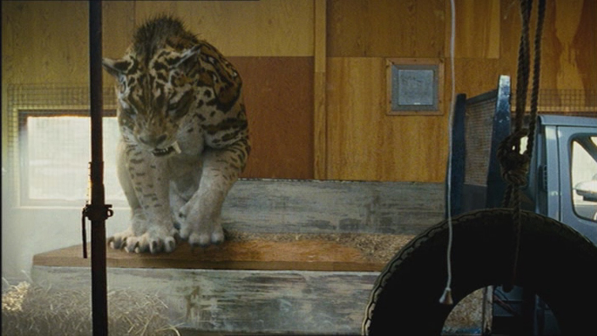 Image - 2x3 Smilodon 52.jpg | Anomaly Research Centre | FANDOM powered ... Image - 2x3 Smilodon 52.jpg | Anomaly Research Centre | FANDOM powered ...