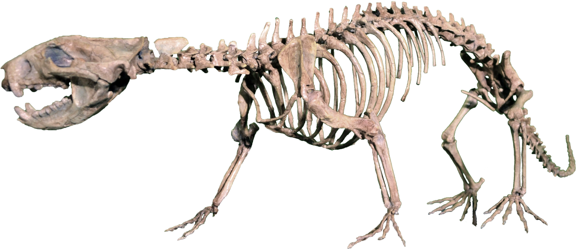 Didelphodon | Anomaly Research Centre | FANDOM powered by Wikia