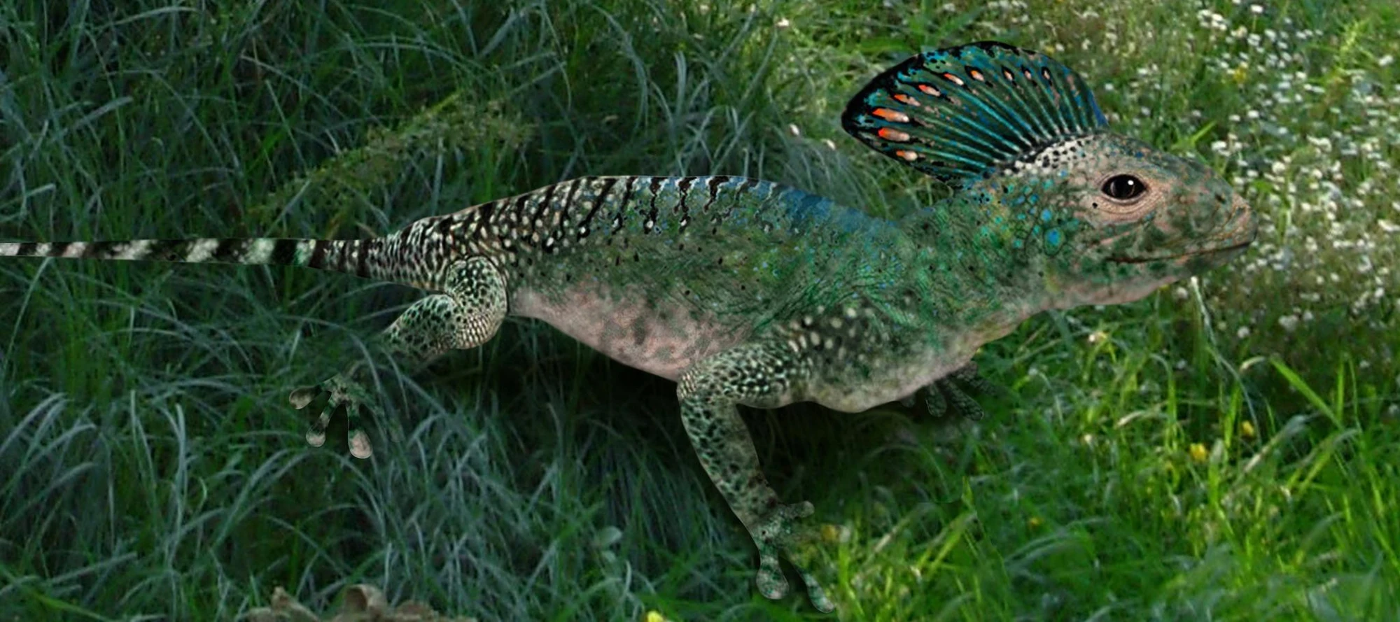 Coelurosauravus/Gallery | Anomaly Research Centre | Fandom