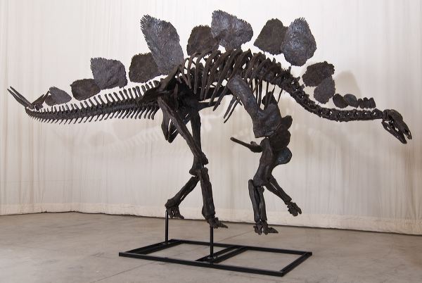 Stegosaurus Anomaly Research Centre Fandom Powered By Wikia
