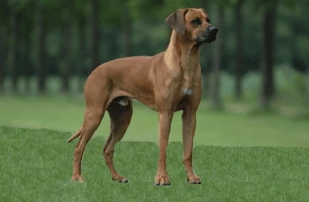 Rhodesian Ridgeback | Psy i szczeniaki Wiki | FANDOM powered by Wikia