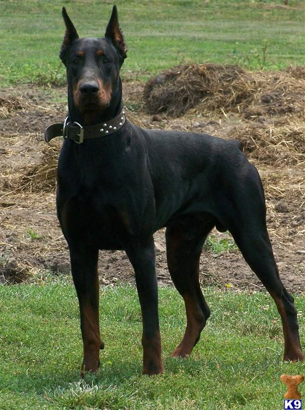 Doberman | Psy i szczeniaki Wiki | Fandom