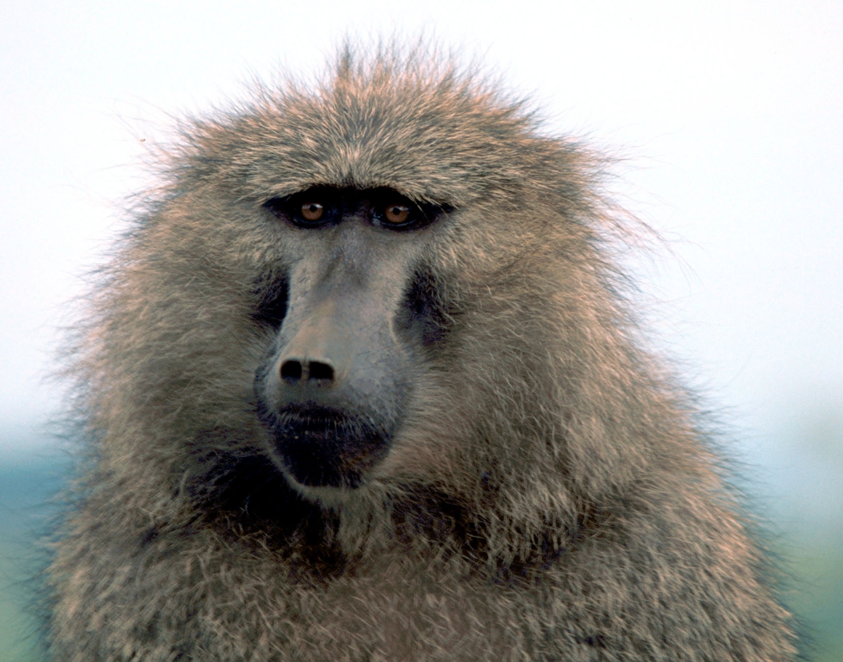 Baboons | Psychology Wiki | FANDOM powered by Wikia Baboons | Psychology Wiki | FANDOM powered by Wikia