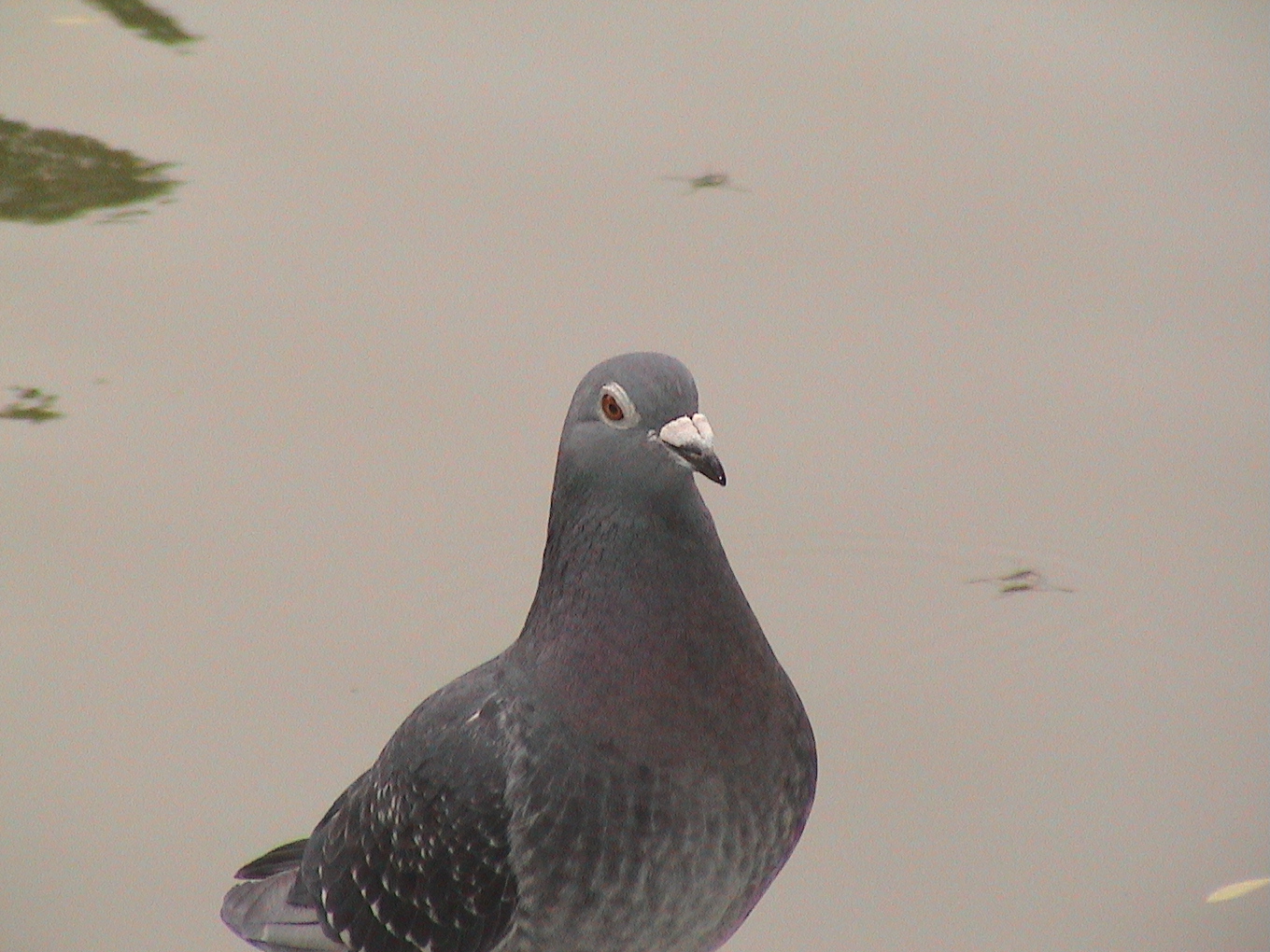 Columbidae Psychology Wiki Fandom Powered By Wikia
