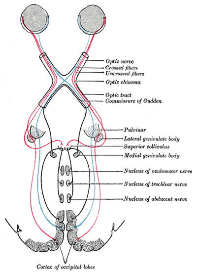 Medial Geniculate Nucleus Psychology Wiki Fandom Powered By Wikia