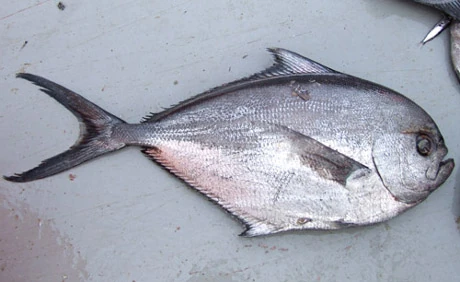 Pacific Pomfret | Puget Sound Wiki | FANDOM powered by Wikia