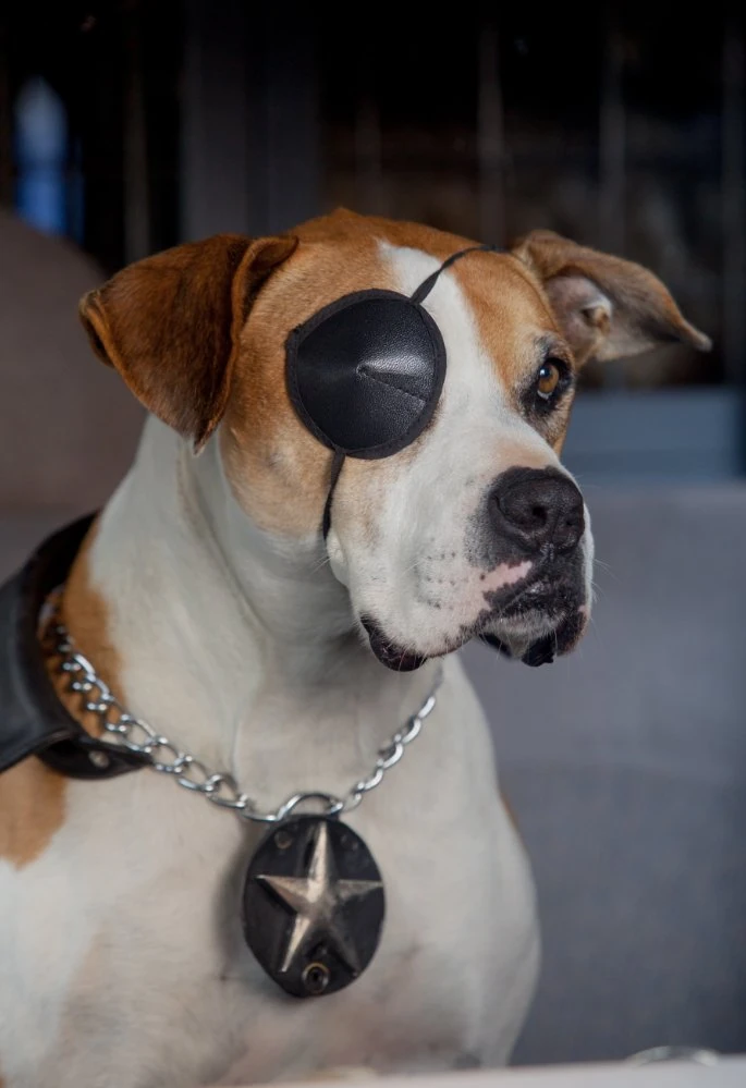 Kano the bounty hunter | Pup Star Wiki | Fandom