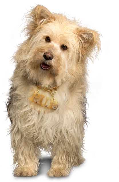 P.U.P | Pup Star Wiki | Fandom