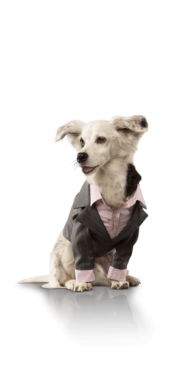 Julio | Pup Star Wiki | Fandom