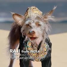 Raji | Pup Star Wiki | Fandom