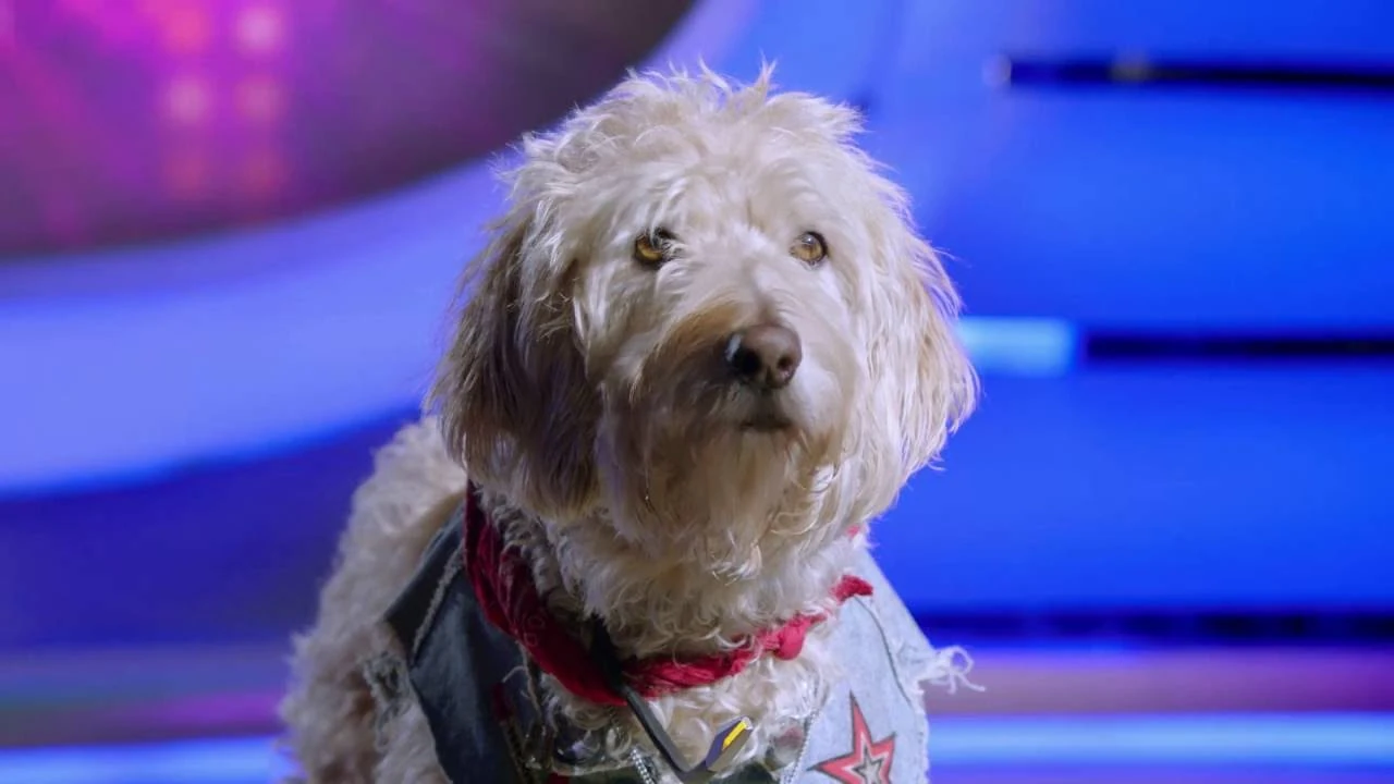 Rolling Bone | Pup Star Wiki | Fandom