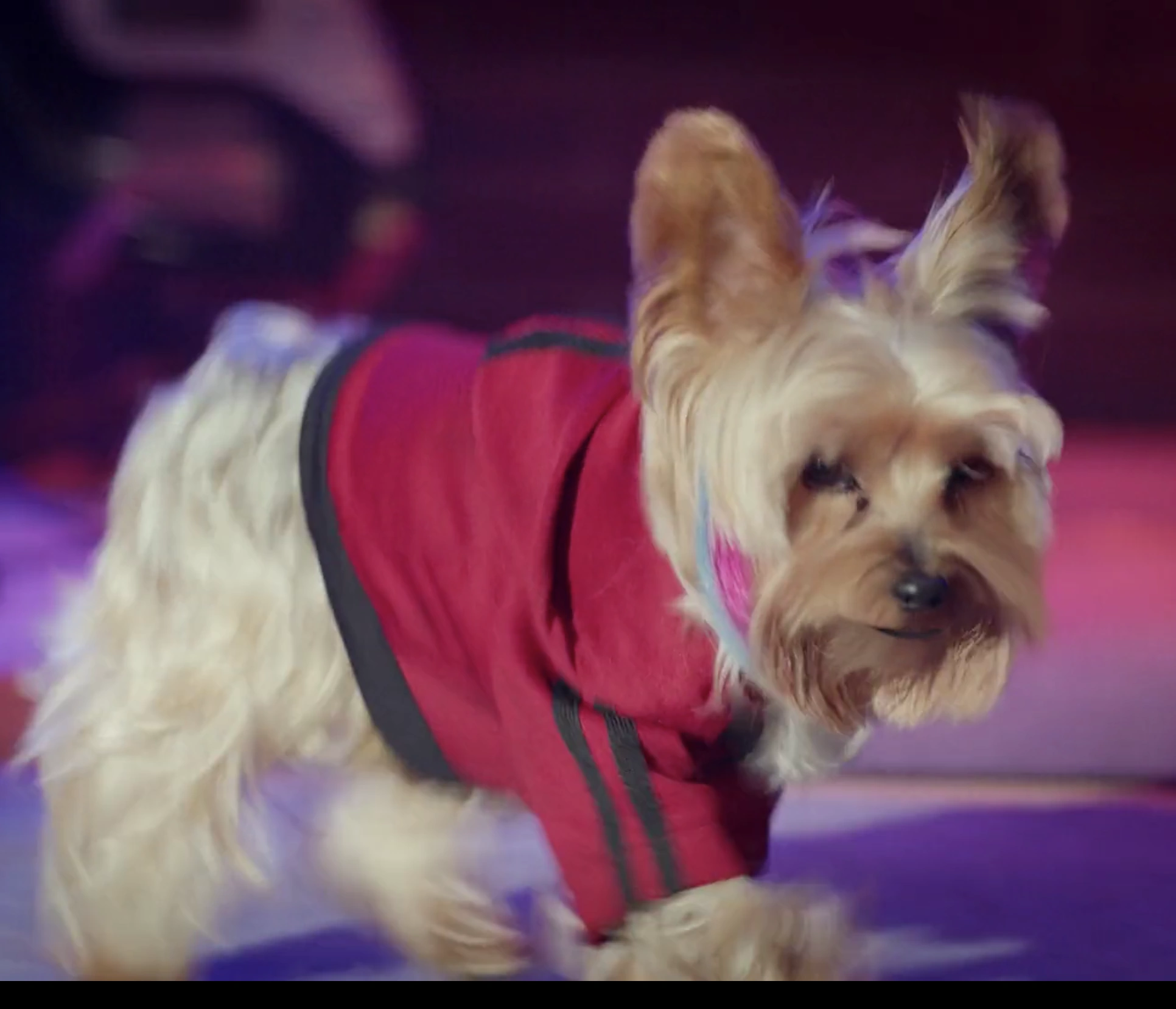 Scrappy | Pup Star Wiki | Fandom