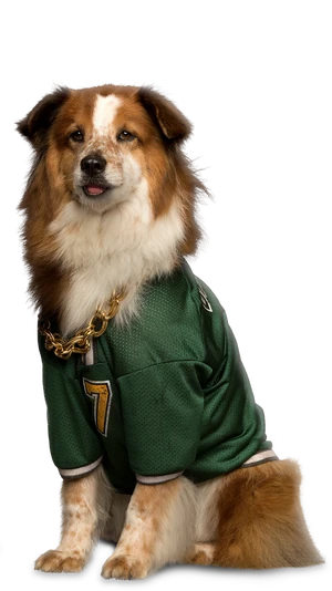 Blake Sheltie | Pup Star Wiki | Fandom