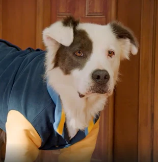 Rotty | Pup Academy Wiki | Fandom