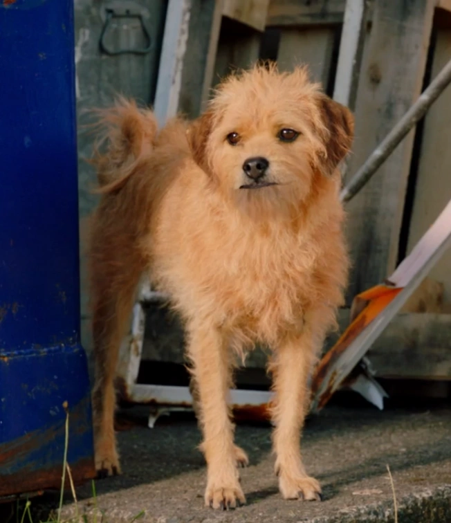 Rico | Pup Academy Wiki | Fandom