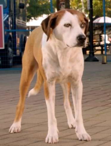 Head | Pup Academy Wiki | Fandom