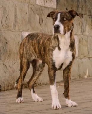 Tail | Pup Academy Wiki | Fandom