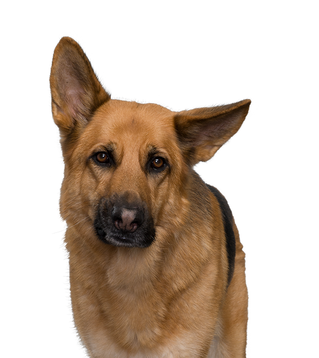 King | Pup Academy Wiki | Fandom