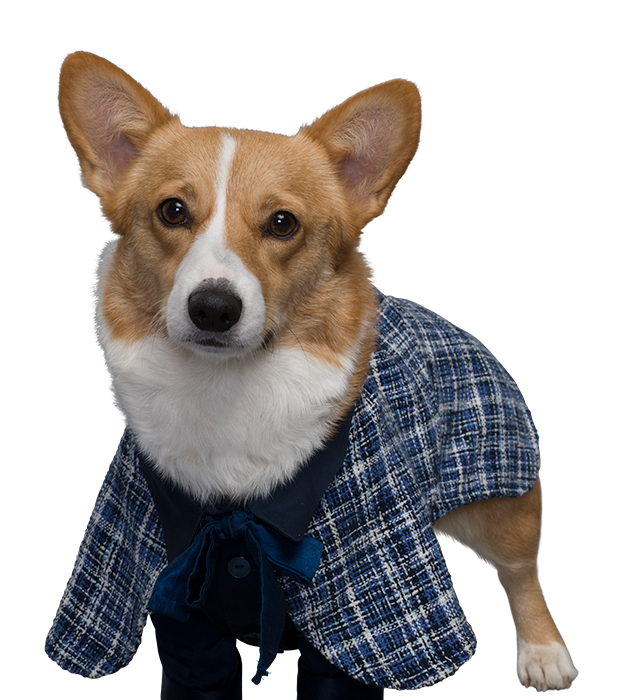 Professor Fitz | Pup Academy Wiki | Fandom