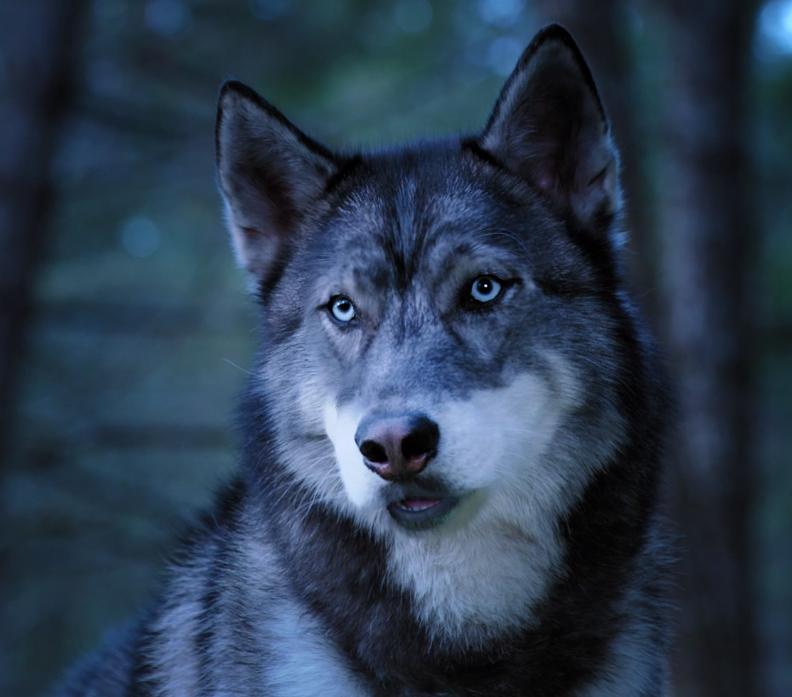 Wolf | Pup Academy Wiki | Fandom