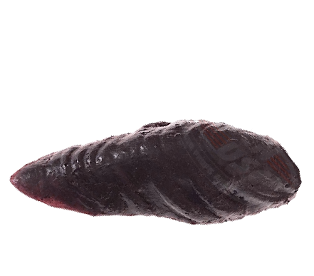 Leeches | Puppet master Wiki | Fandom