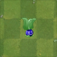 Dizzy Berry | Plants vs. Zombies Character Creator Wiki | Fandom